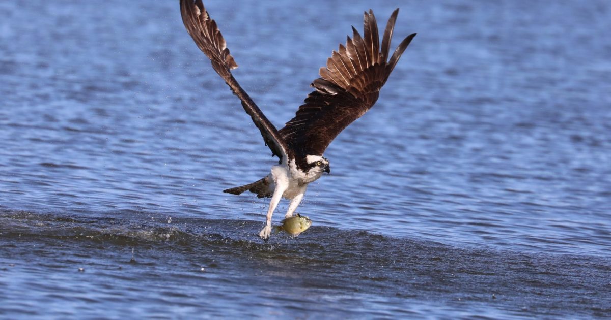 Osprey Cam | Experience Butler County PA