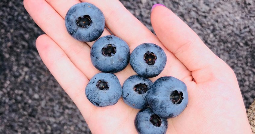 Bowser's Blueberries | Experience Butler County PA