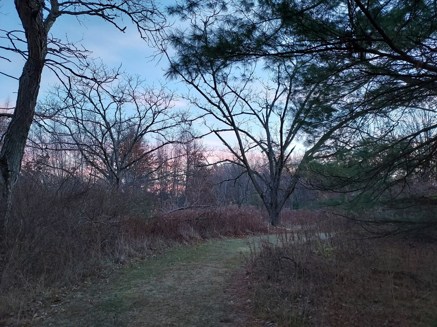 Winter Tree ID | Experience Butler County PA